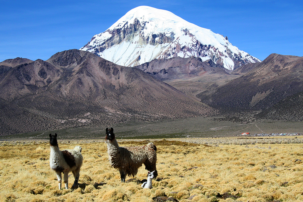 Ascension du volcan Sajama en Bolivie avec Thaki Voyage